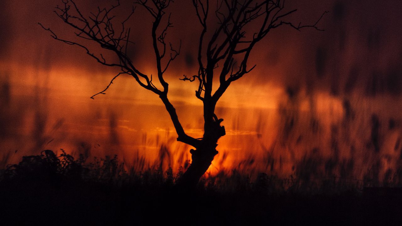 Wallpaper tree, sunset, twilight, dark, landscape hd, picture, image