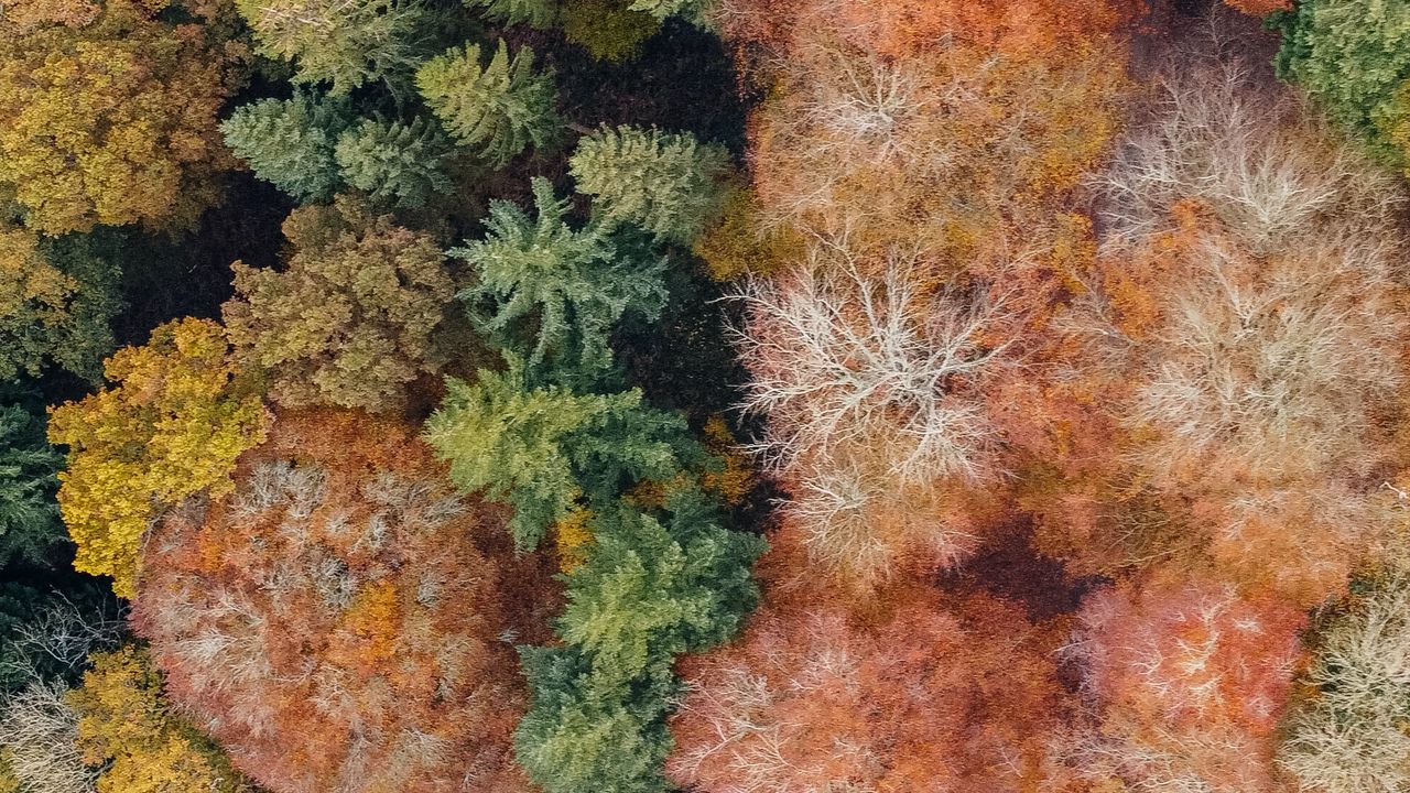 Wallpaper trees, aerial view, forest, autumn, nature hd, picture, image