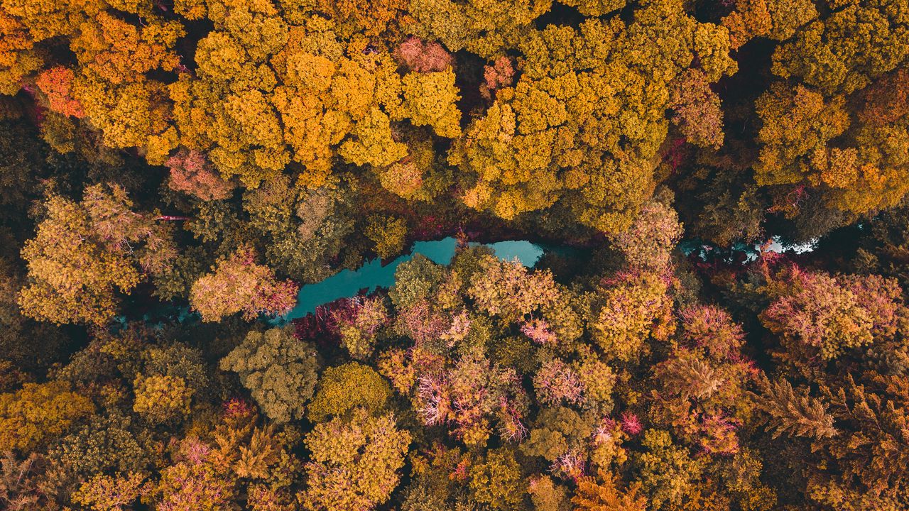 Download wallpaper 1280x720 trees, aerial view, lake, forest hd, hdv ...