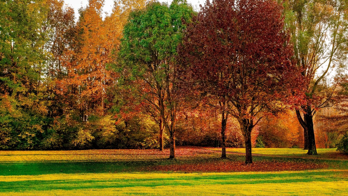 Download wallpaper 1366x768 trees, autumn, park, leaves tablet, laptop ...