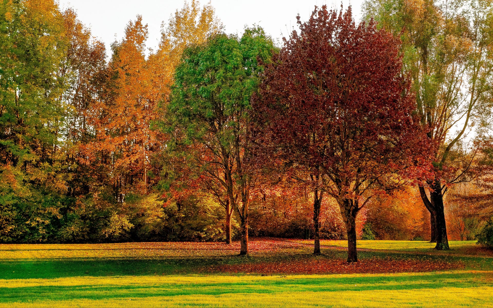 Download wallpaper 1920x1200 trees, autumn, park, leaves widescreen 16: ...