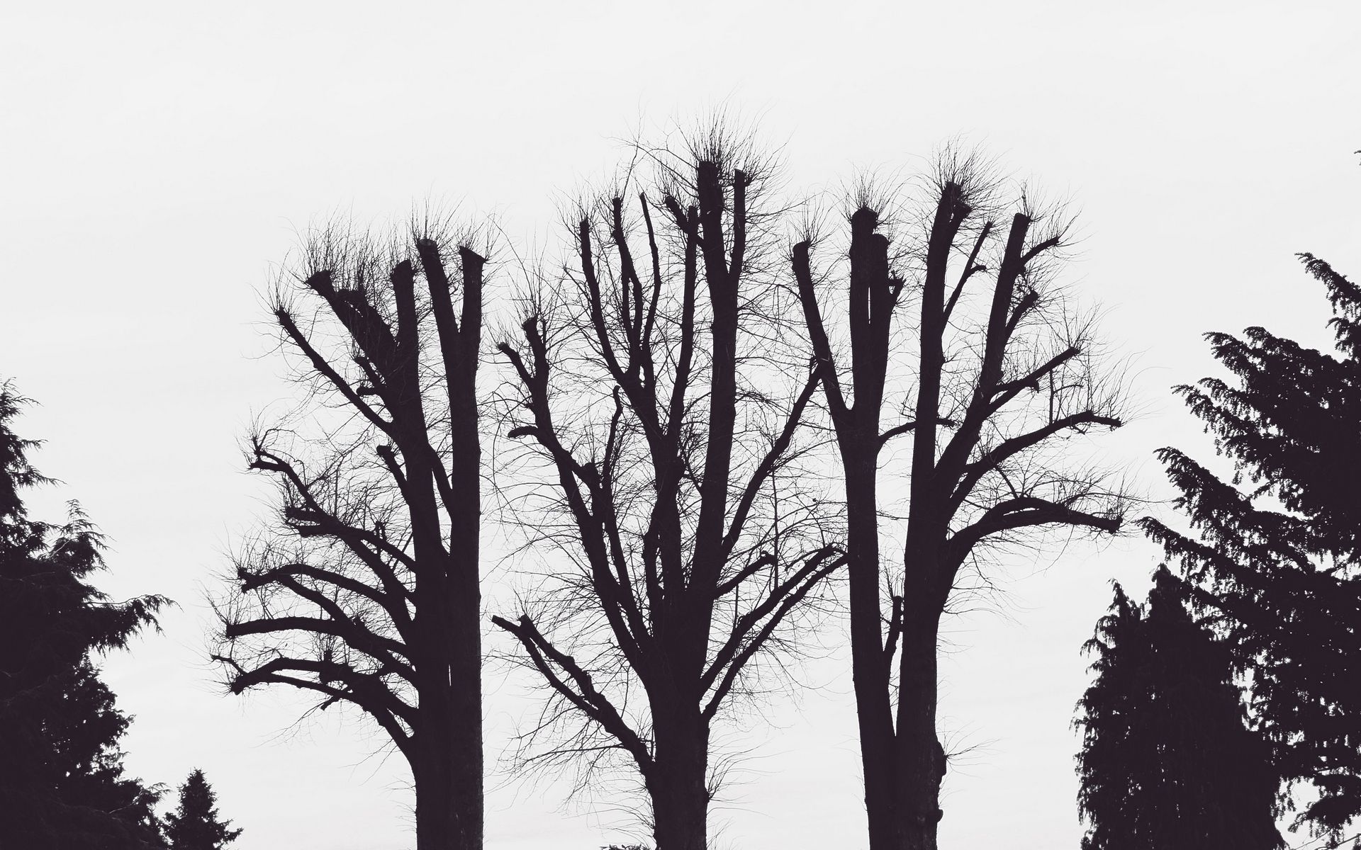Download wallpaper 1920x1200 trees, branches, aesthetic, bw widescreen ...