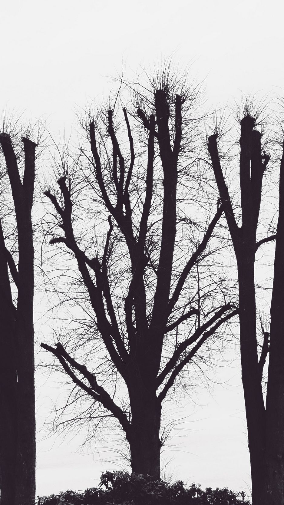 Download wallpaper 938x1668 trees, branches, aesthetic, bw iphone 8/7 ...