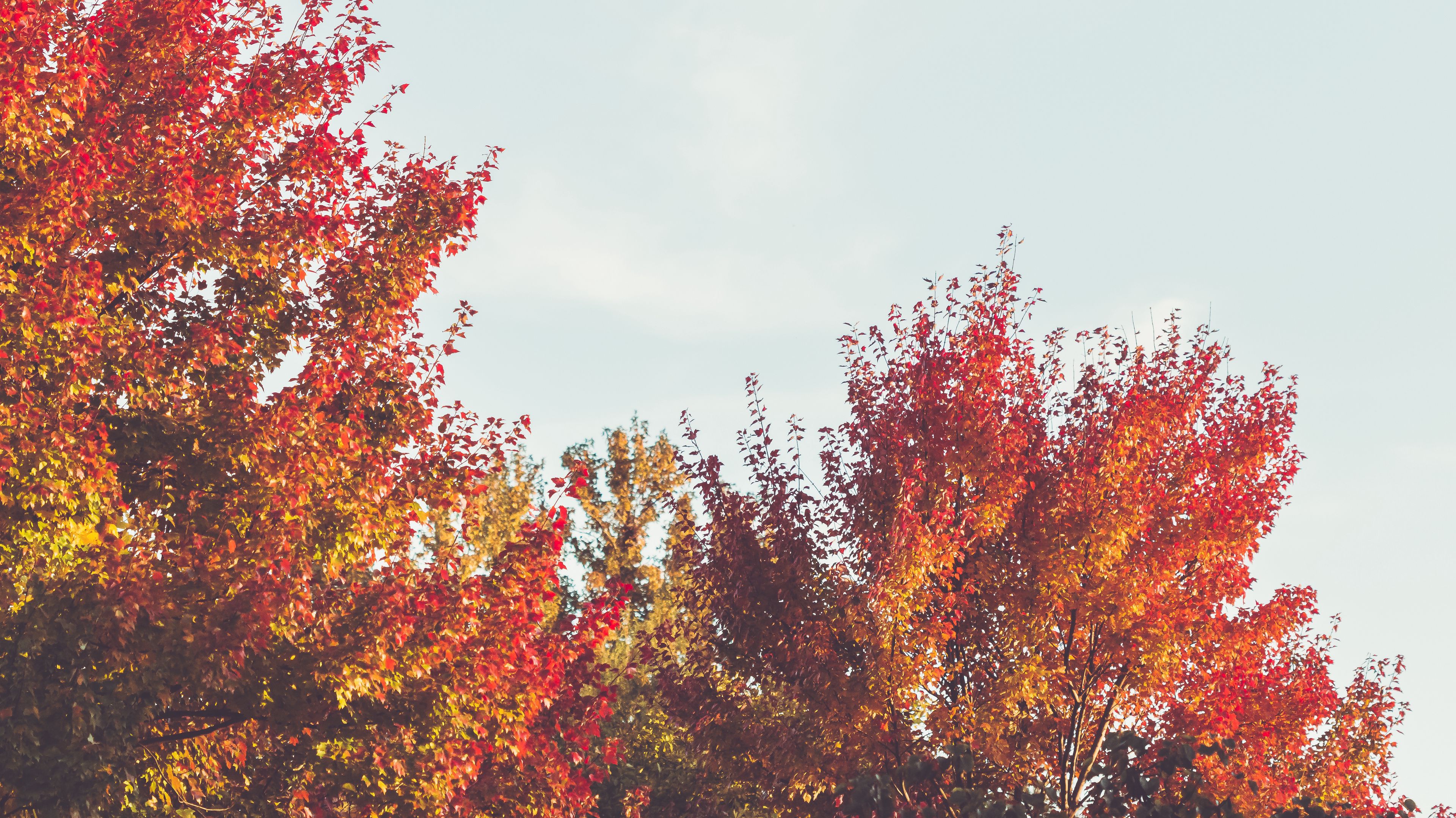Download wallpaper 3840x2160 trees, branches, autumn, leaves, sky 4k ...