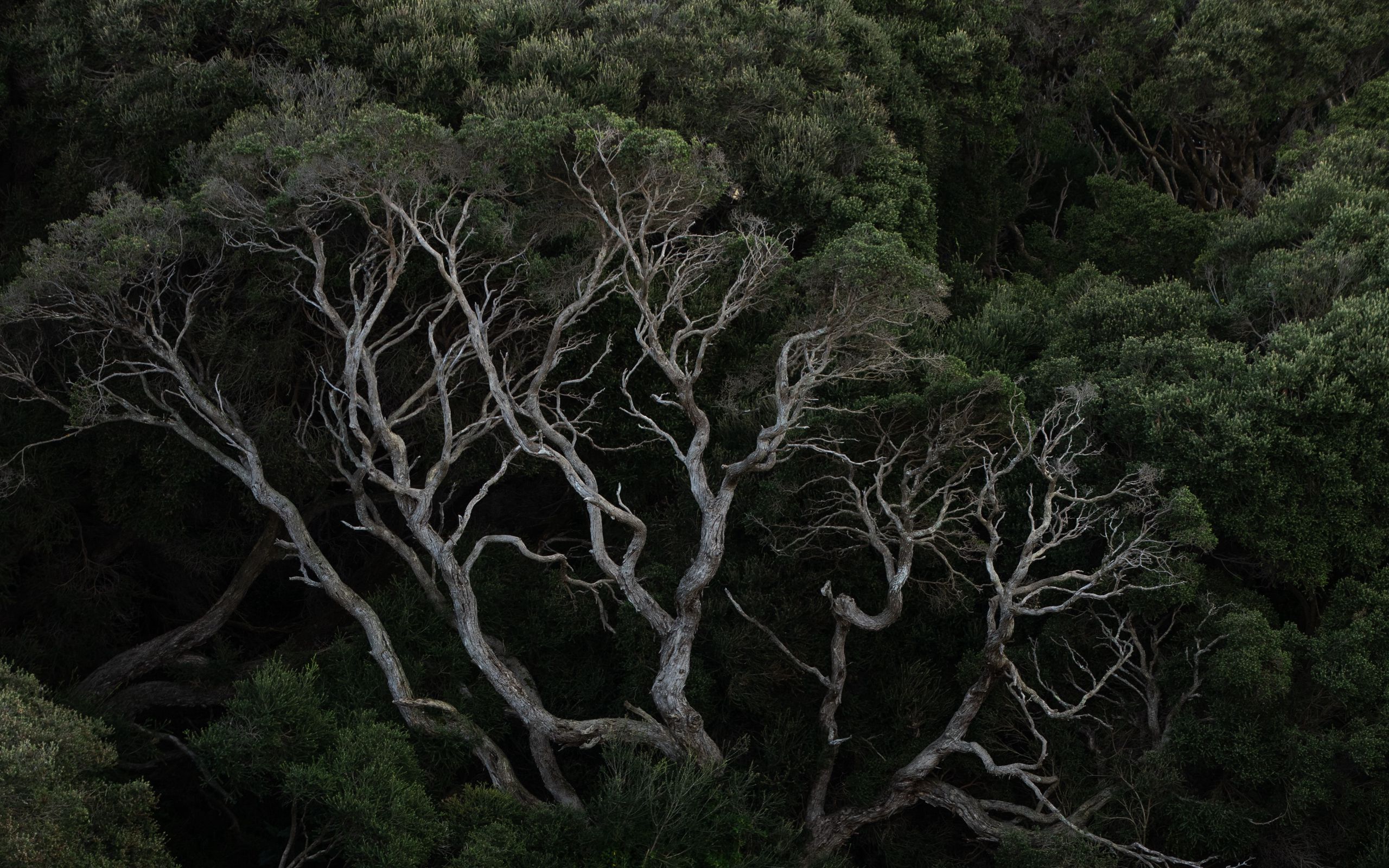 Download wallpaper 2560x1600 trees, branches, bushes, forest widescreen ...