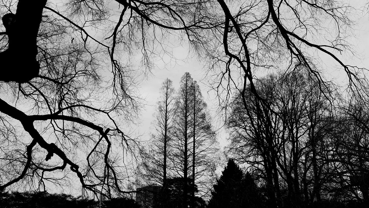 Wallpaper trees, branches, bw, sky hd, picture, image