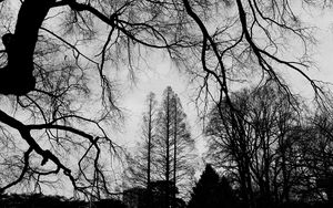 Wallpaper trees, branches, bw, arch, swirling hd, picture, image