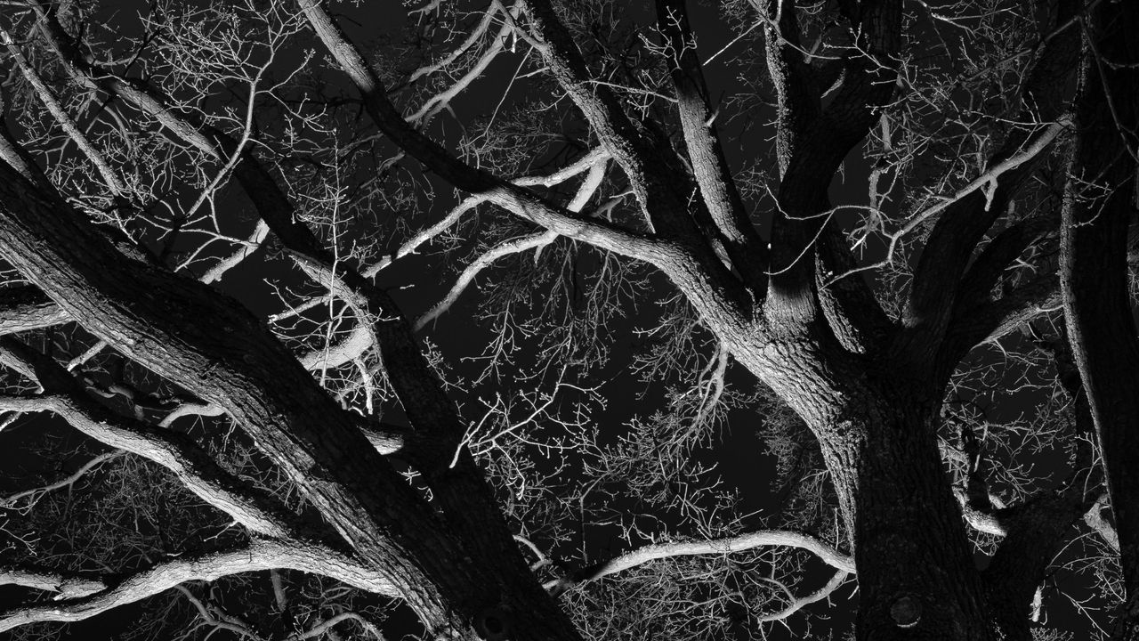 Wallpaper trees, branches, bw, night hd, picture, image