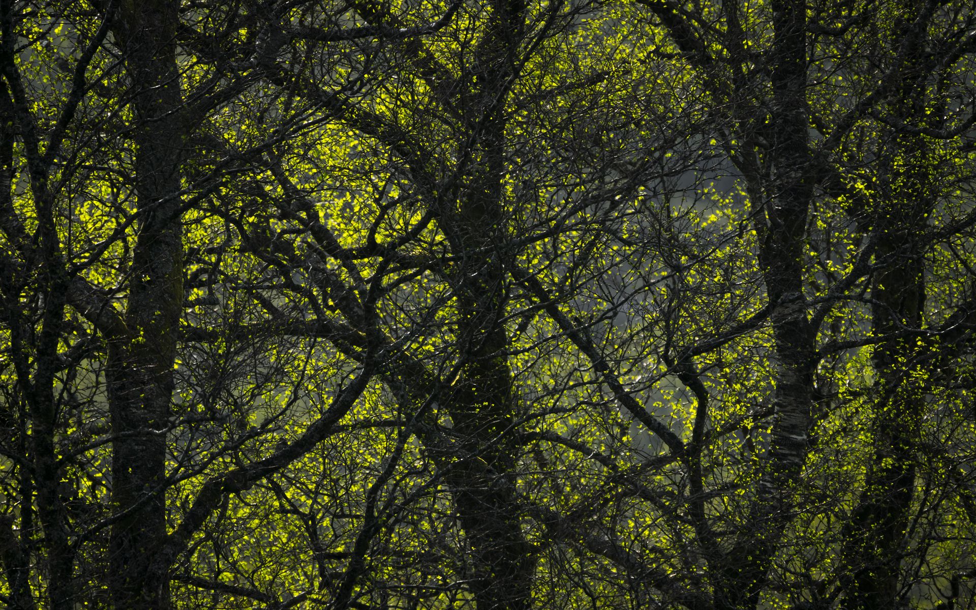 Download wallpaper 1920x1200 trees, branches, leaves, forest widescreen ...