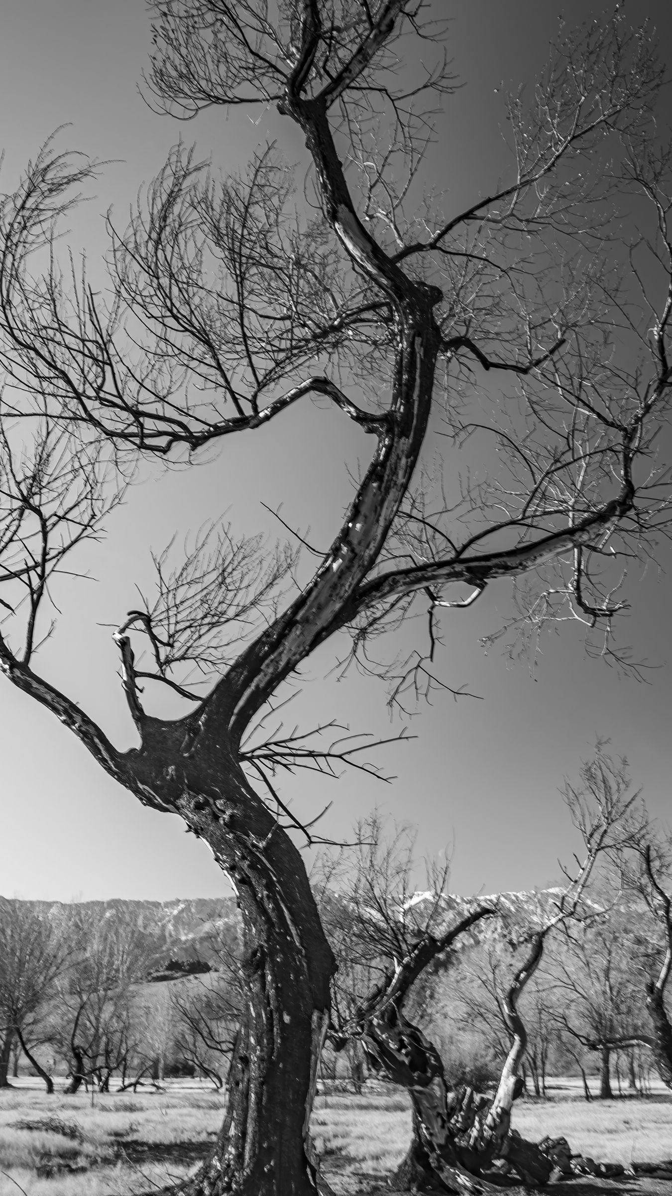 Download wallpaper 1350x2400 trees, branches, mountains, sky, bw iphone ...