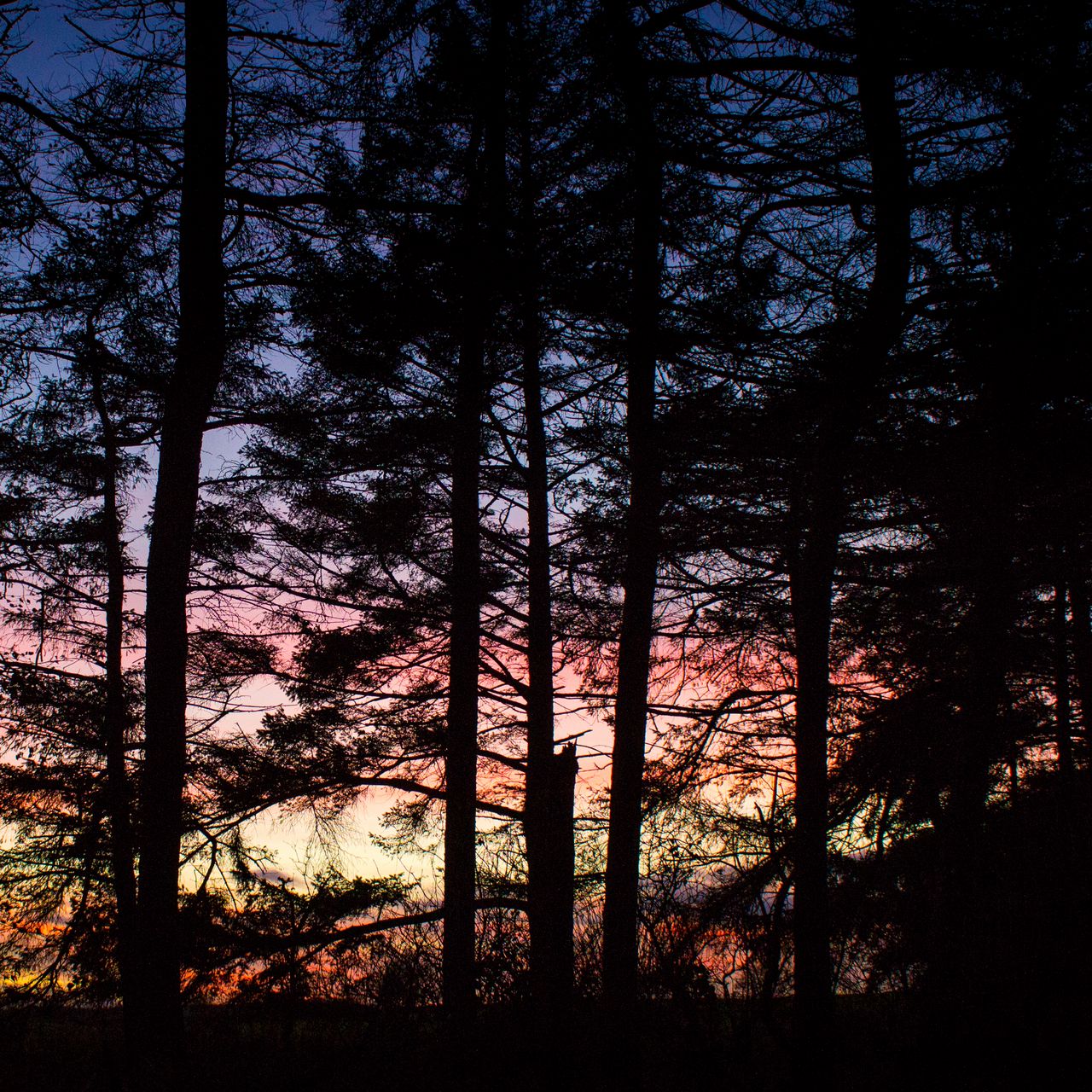 Download wallpaper 1280x1280 trees, branches, silhouettes, twilight ...
