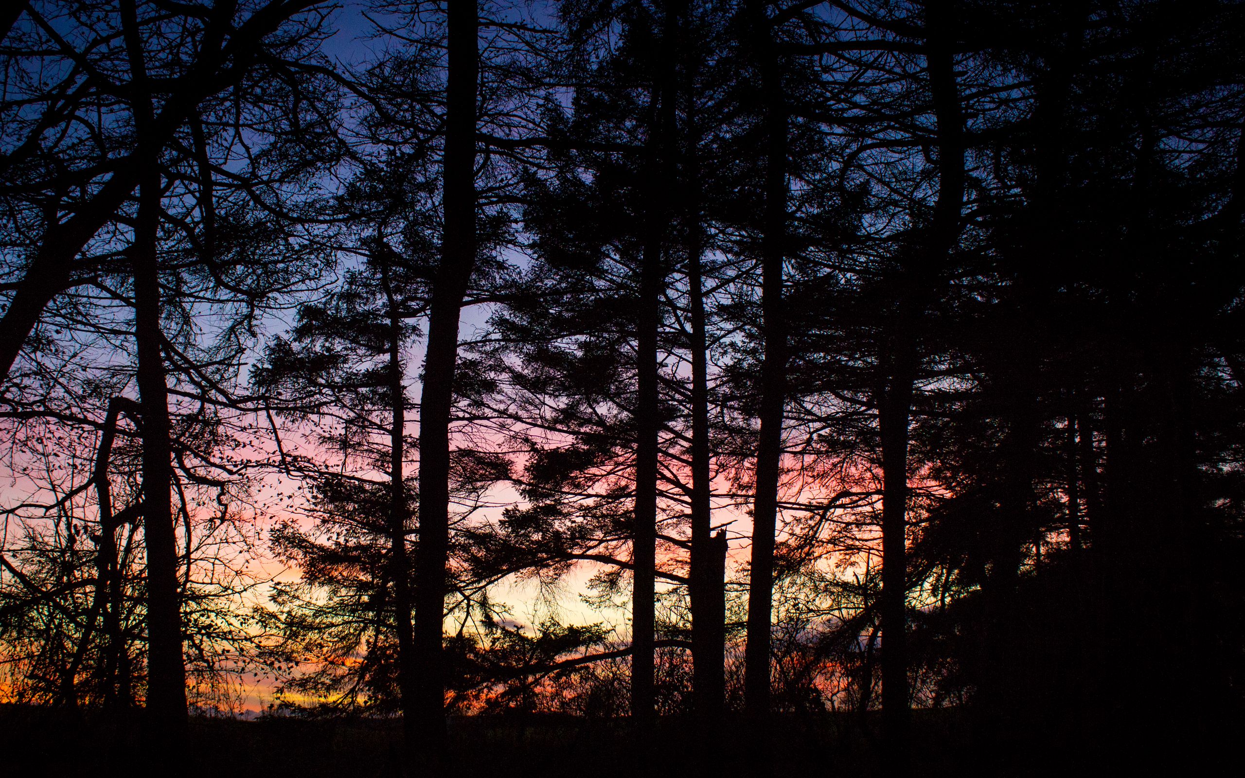 Download wallpaper 2560x1600 trees, branches, silhouettes, twilight ...