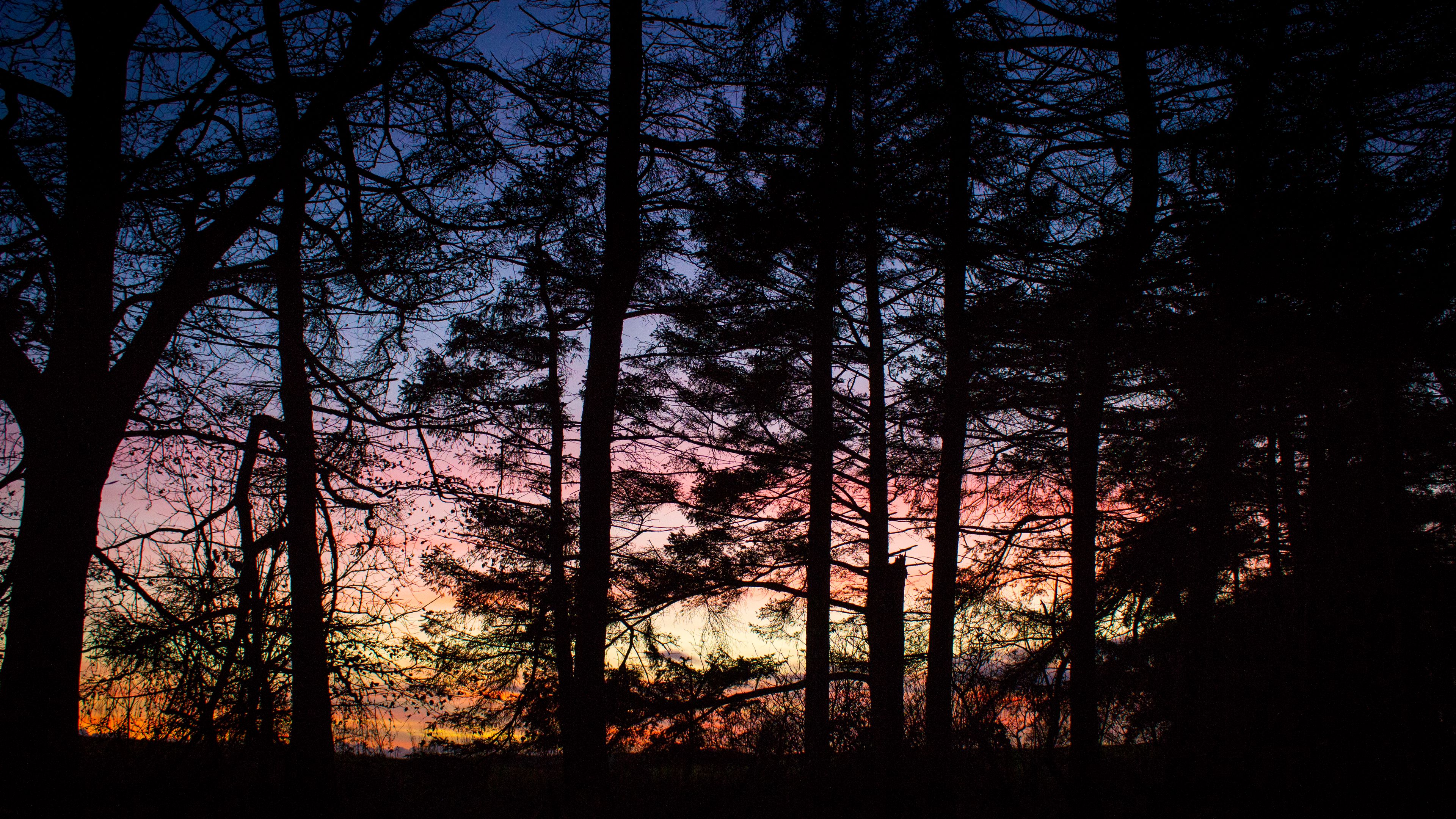 Download wallpaper 3840x2160 trees, branches, silhouettes, twilight 4k ...