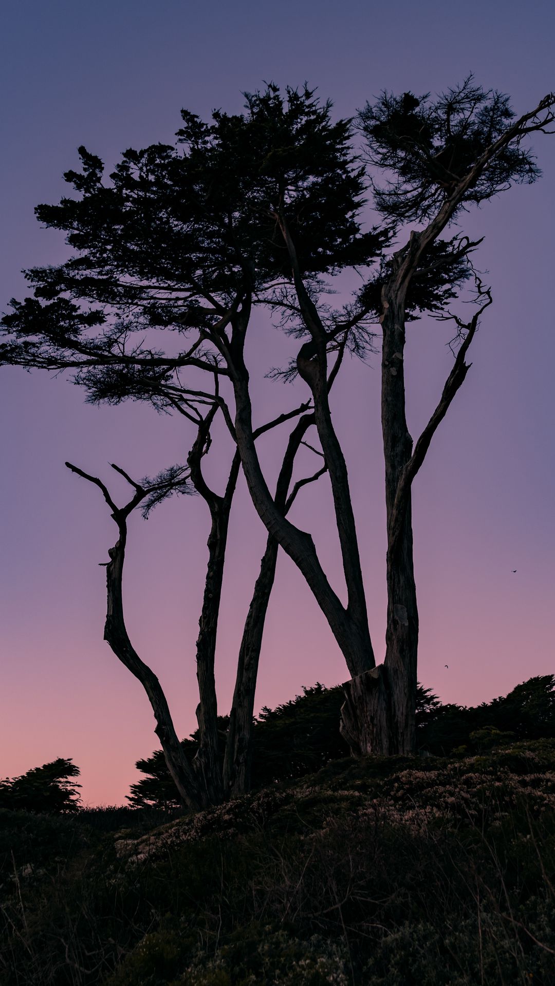 Download wallpaper 1080x1920 trees, branches, silhouettes, twilight ...