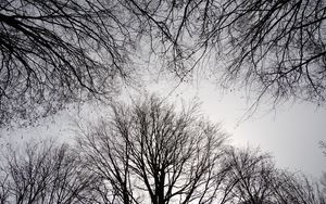 Wallpaper trees, branches, bw, arch, swirling hd, picture, image