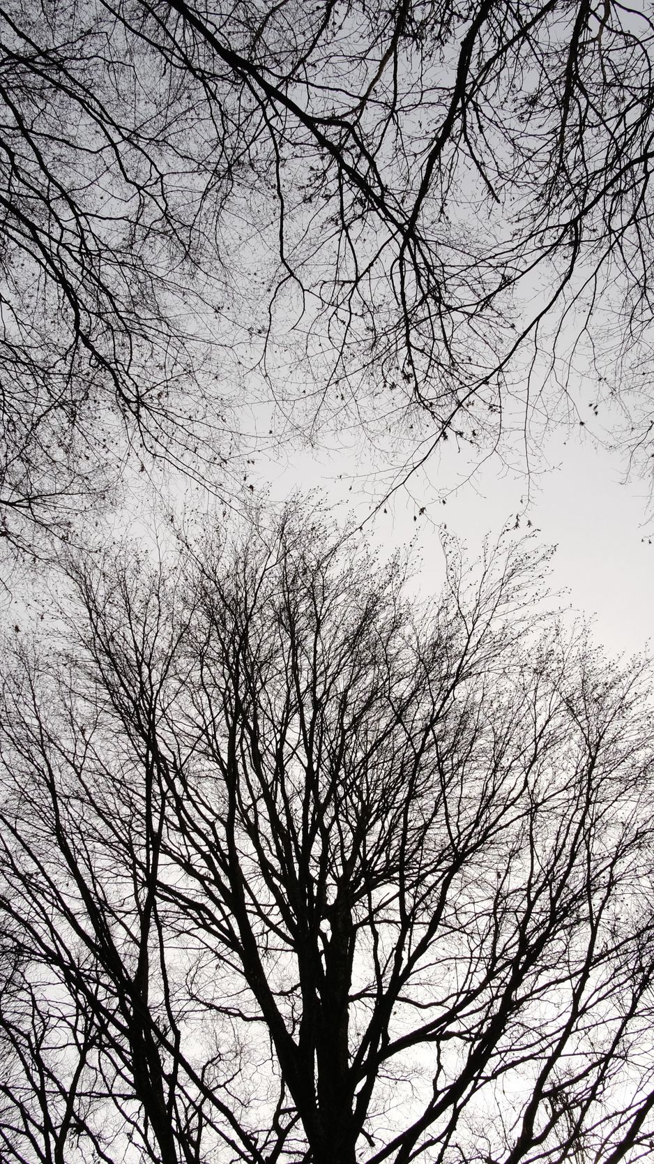 Download wallpaper 938x1668 trees, branches, sky, bw iphone 8/7/6s/6 ...