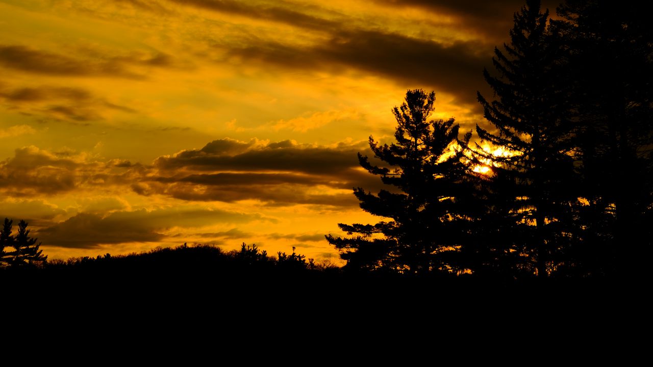 Wallpaper trees, dark, sunset, twilight, nature hd, picture, image