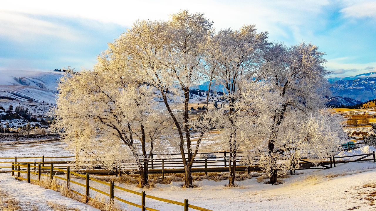 Wallpaper trees, fence, snow, winter hd, picture, image