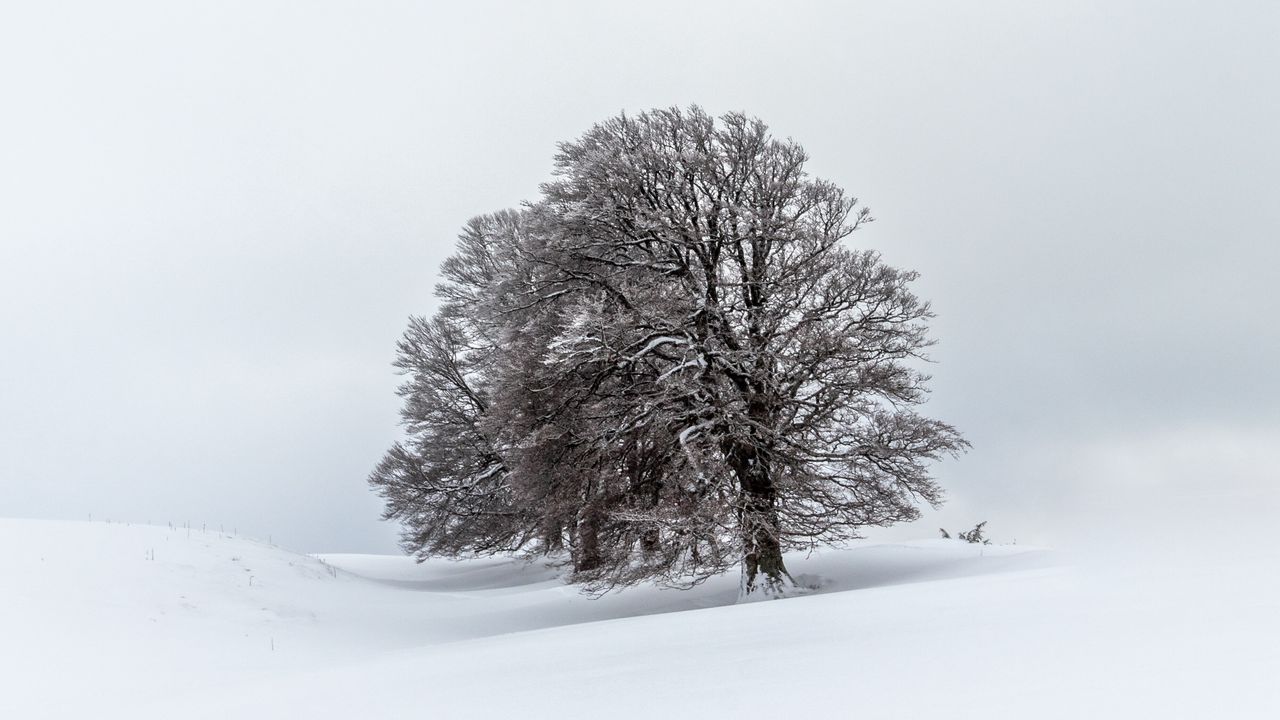 Wallpaper trees, field, snow, winter, landscape hd, picture, image