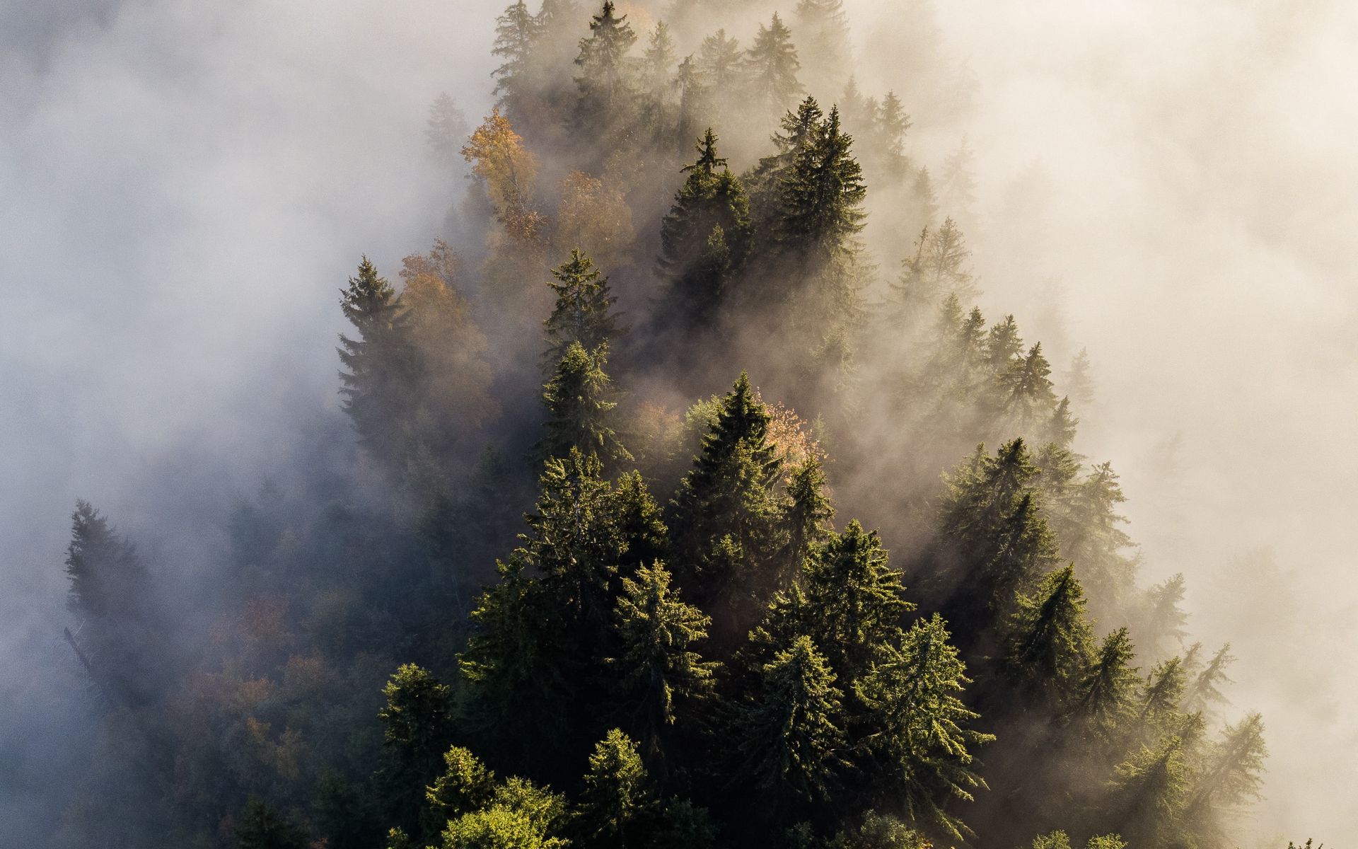 Download wallpaper 1920x1200 trees, fog, aerial view, treetops, forest ...