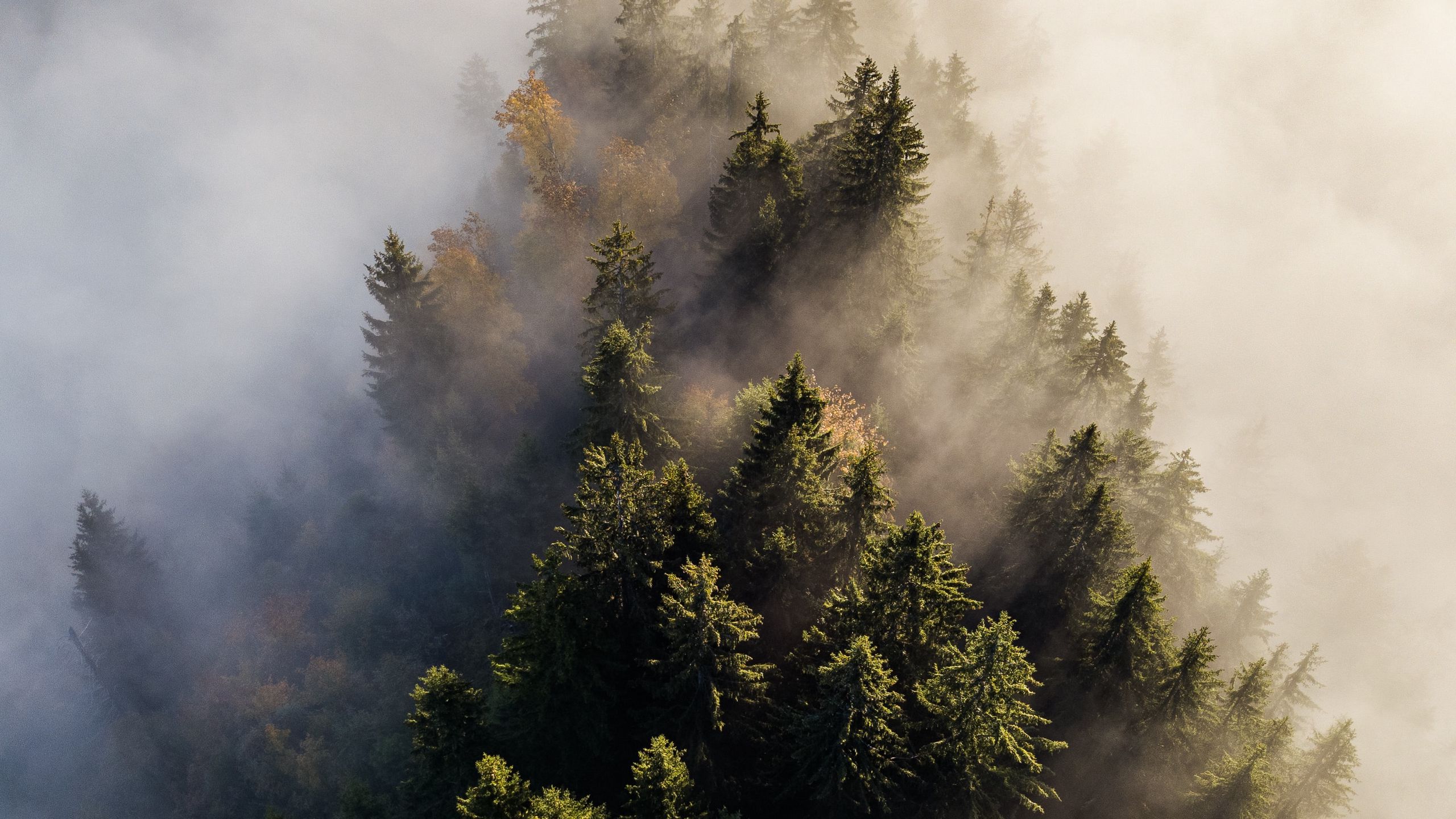 Download wallpaper 2560x1440 trees, fog, aerial view, treetops, forest ...