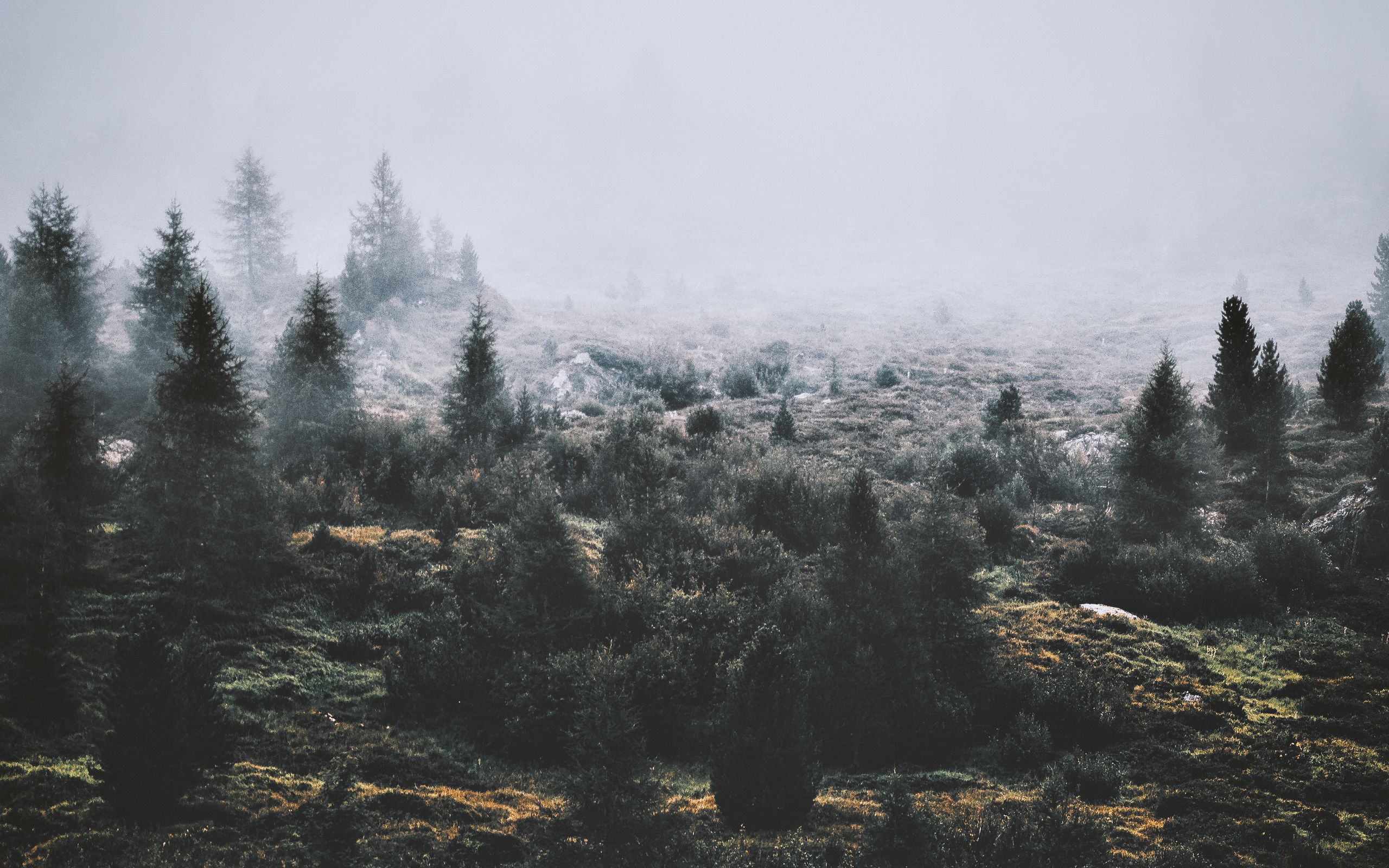 Download wallpaper 2560x1600 trees, fog, green, grass widescreen 16:10 ...