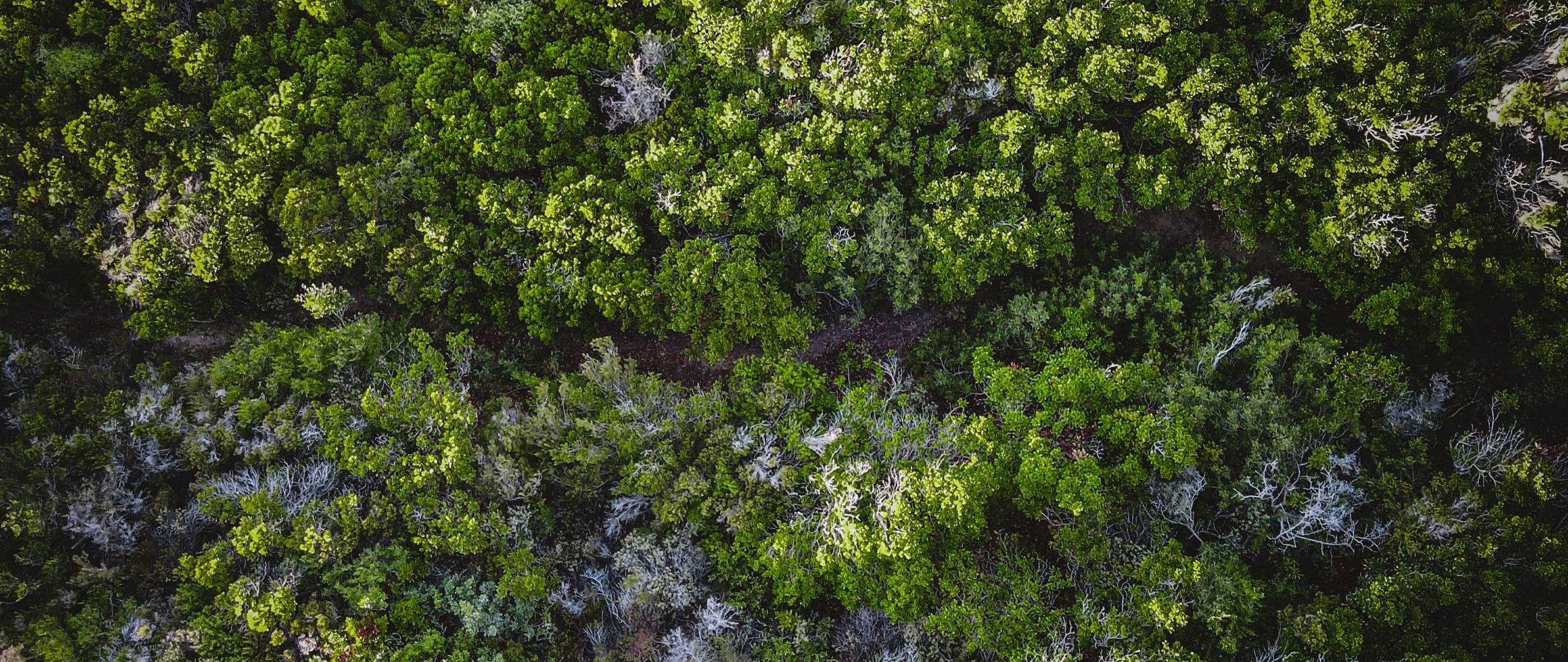 Download wallpaper 2560x1080 trees, forest, aerial view, road dual wide ...