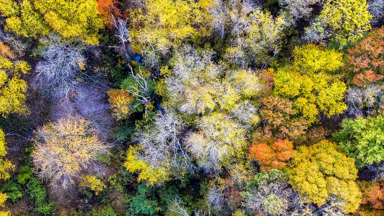 Wallpaper trees, forest, aerial view, nature hd, picture, image