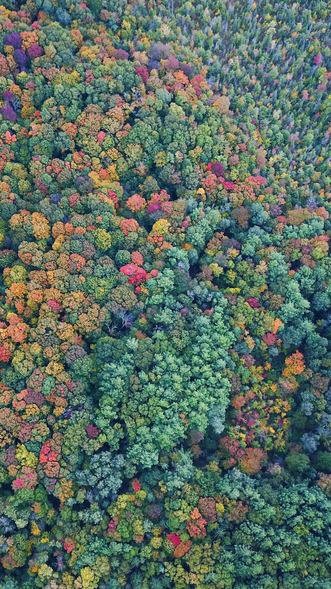 Download wallpaper 1080x1920 trees, forest, aerial view, colorful ...