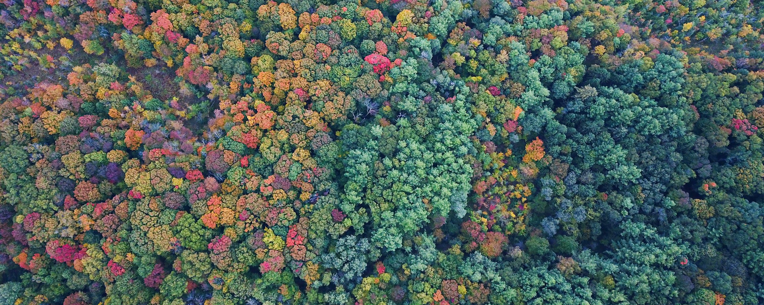 Download wallpaper 2560x1024 trees, forest, aerial view, colorful ...