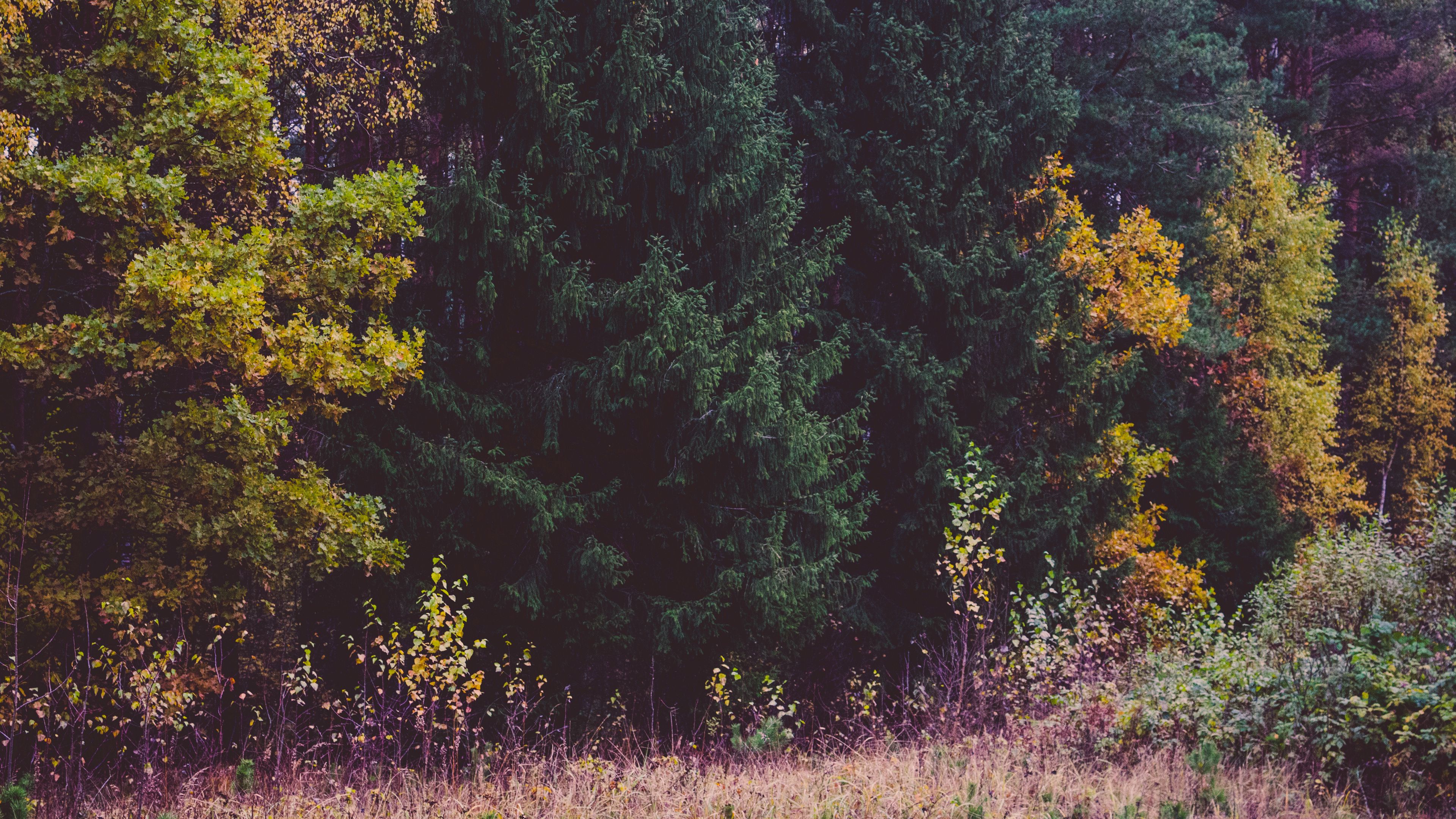 Download wallpaper 3840x2160 trees, forest, autumn, grass 4k uhd 16:9 ...