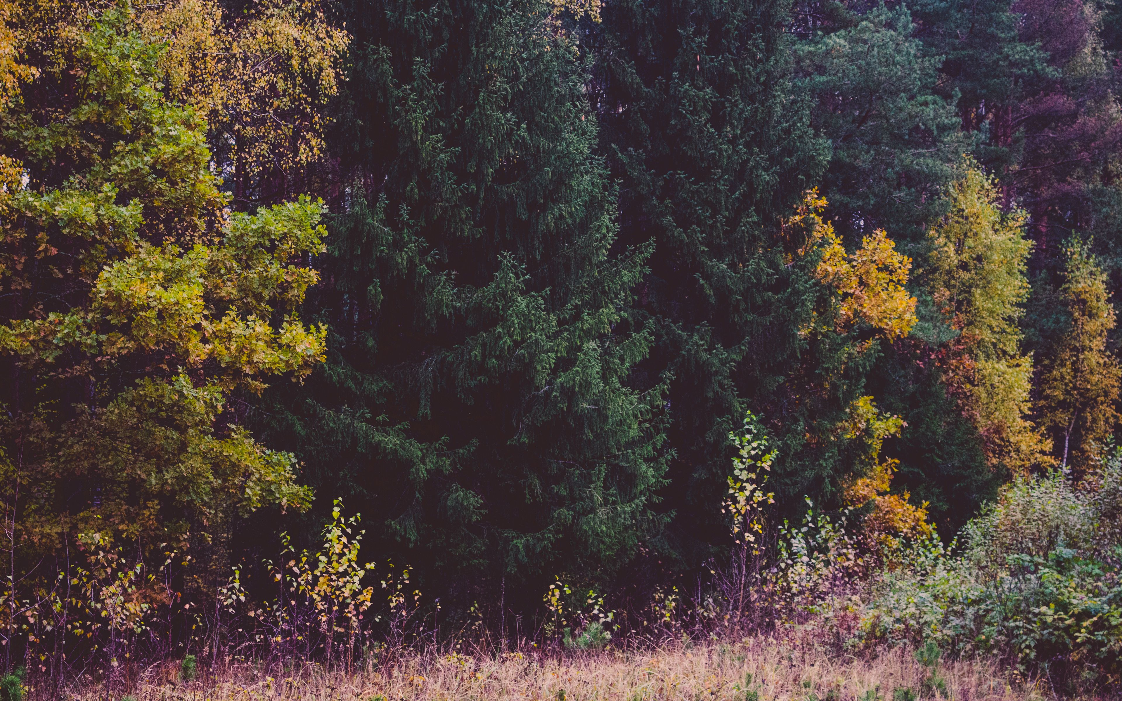 Download wallpaper 3840x2400 trees, forest, autumn, grass 4k ultra hd ...