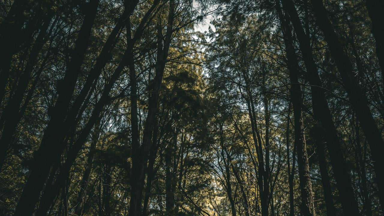Wallpaper trees, forest, bottom view, branches hd, picture, image