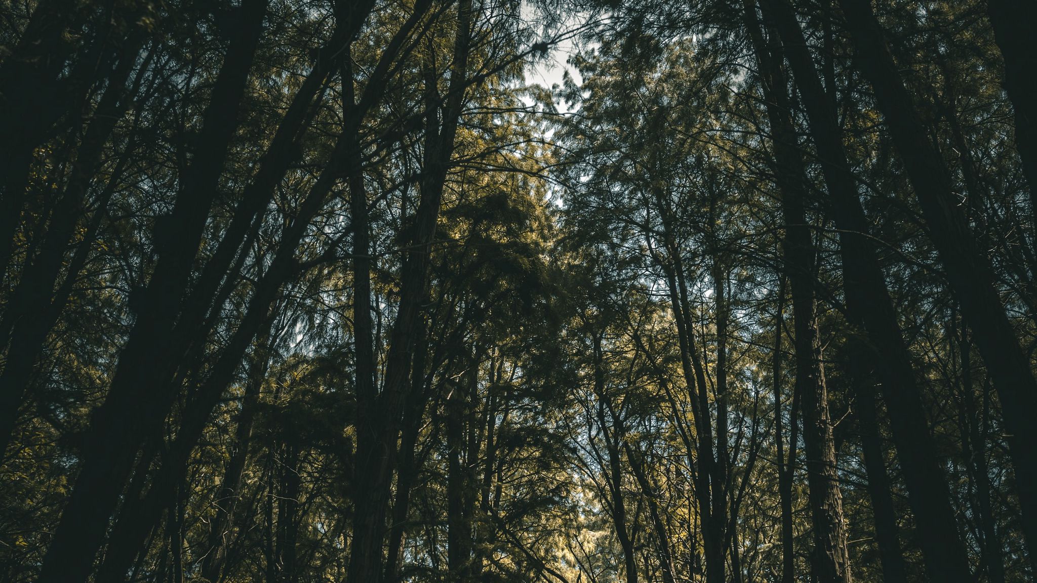 Download wallpaper 2048x1152 trees, forest, bottom view, branches ...