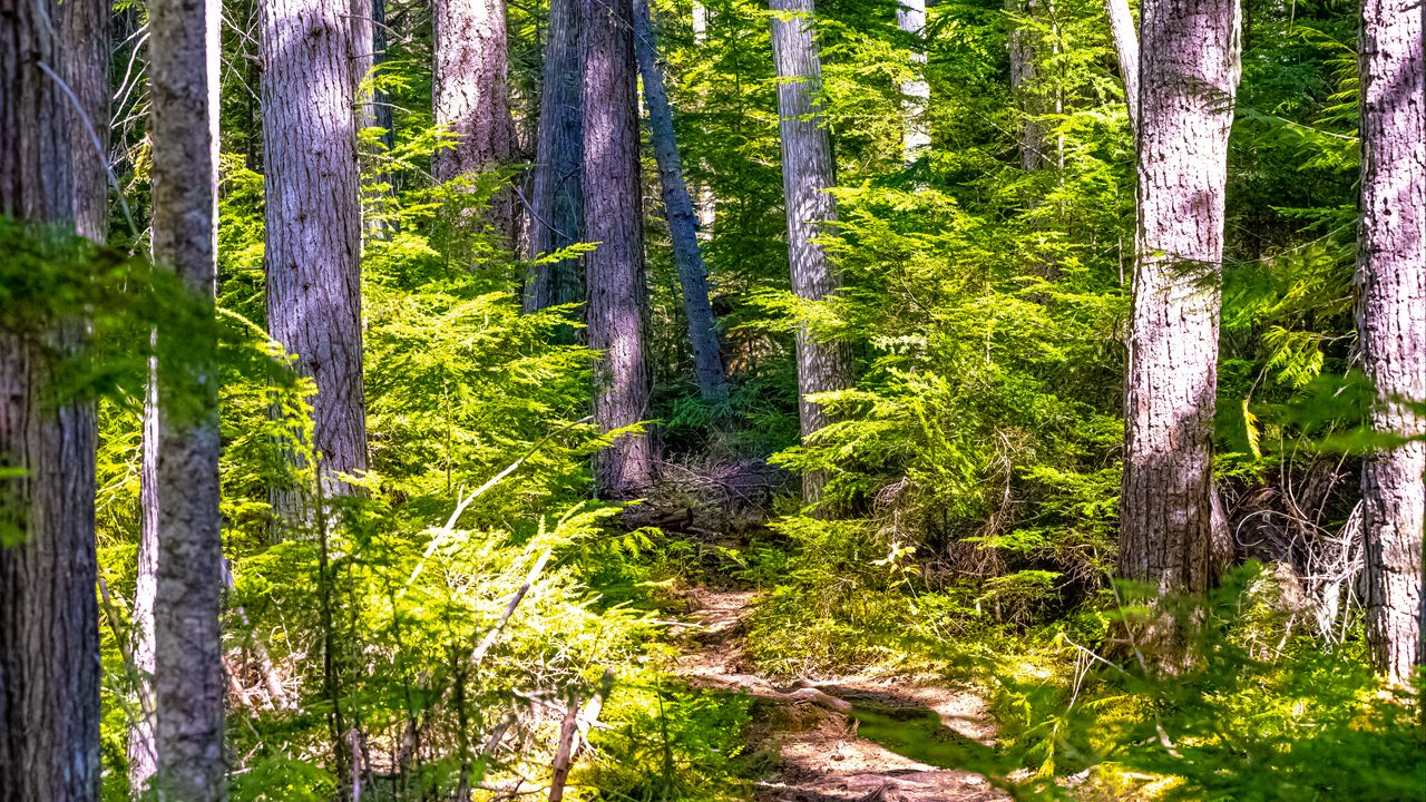 Wallpaper trees, forest, branches, light, nature hd, picture, image