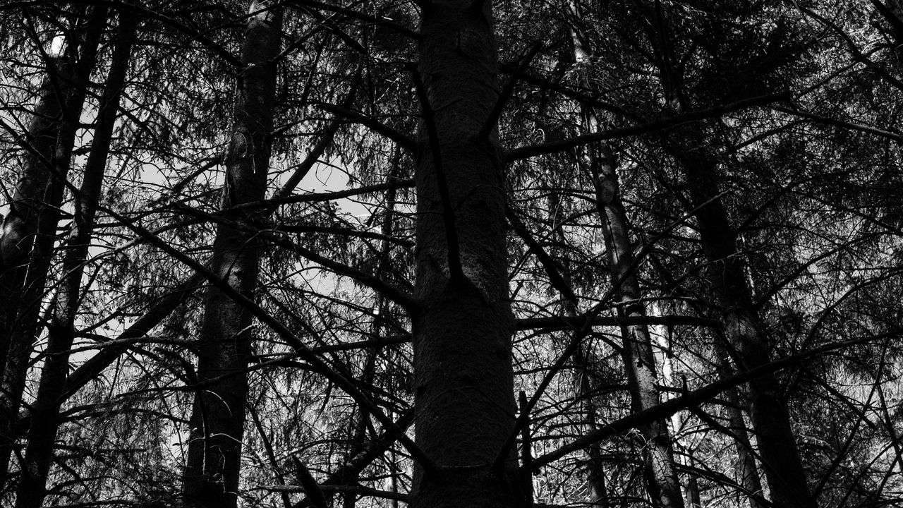 Wallpaper trees, forest, bw, nature hd, picture, image