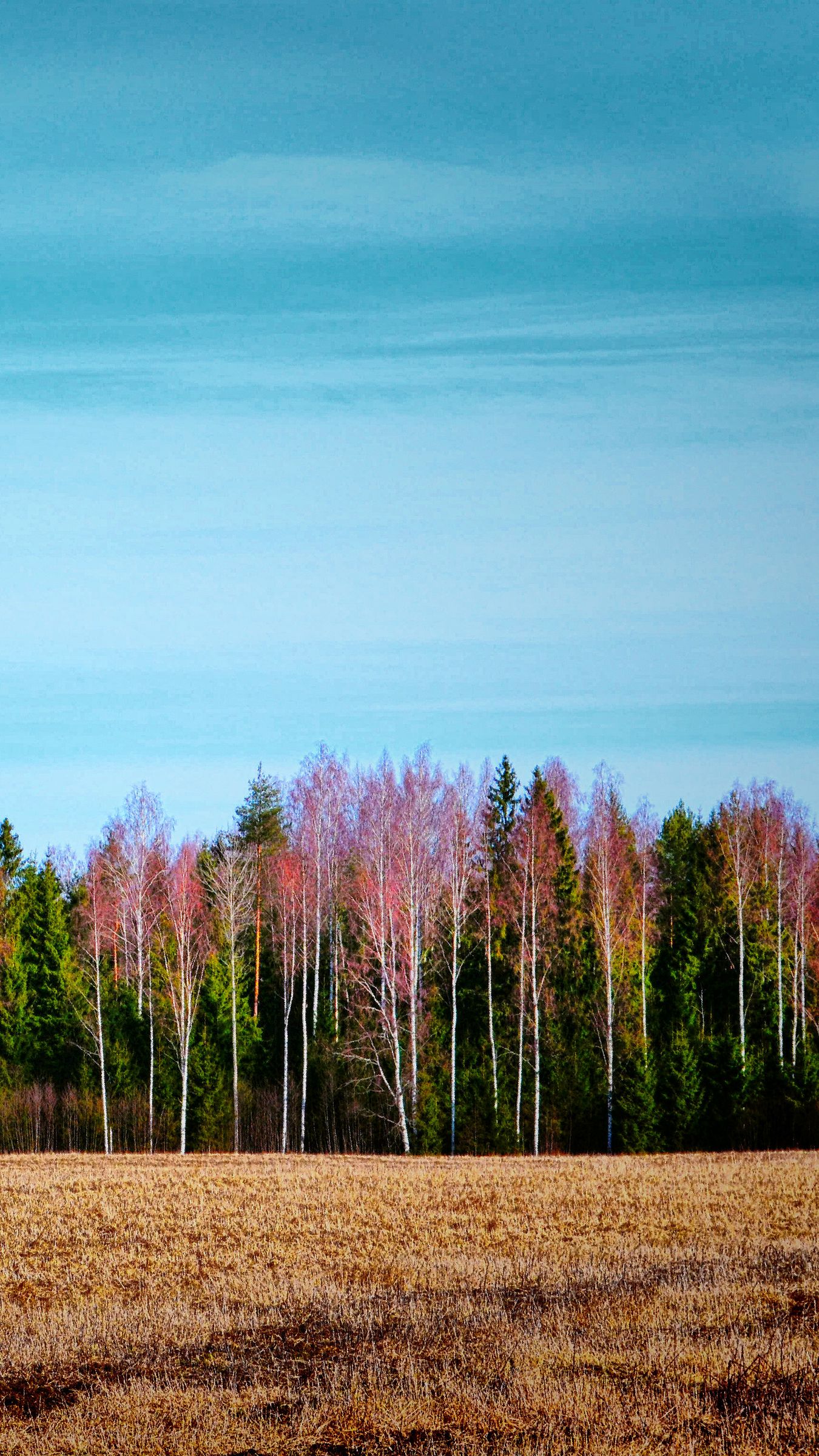 Download wallpaper 1350x2400 trees, forest, field, landscape iphone 8 ...