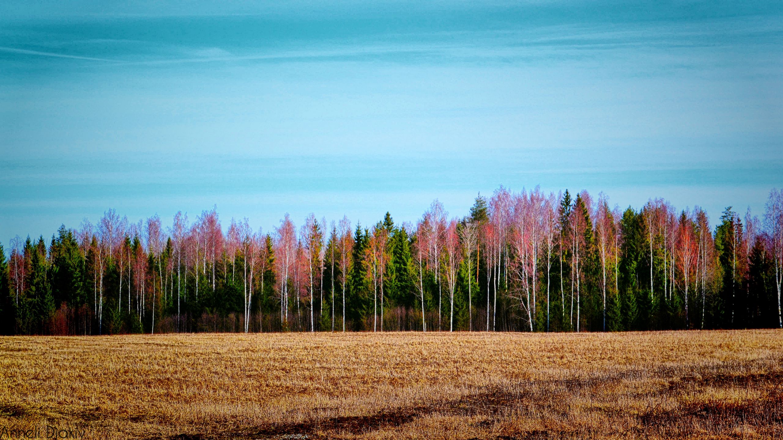 Download wallpaper 2560x1440 trees, forest, field, landscape widescreen ...