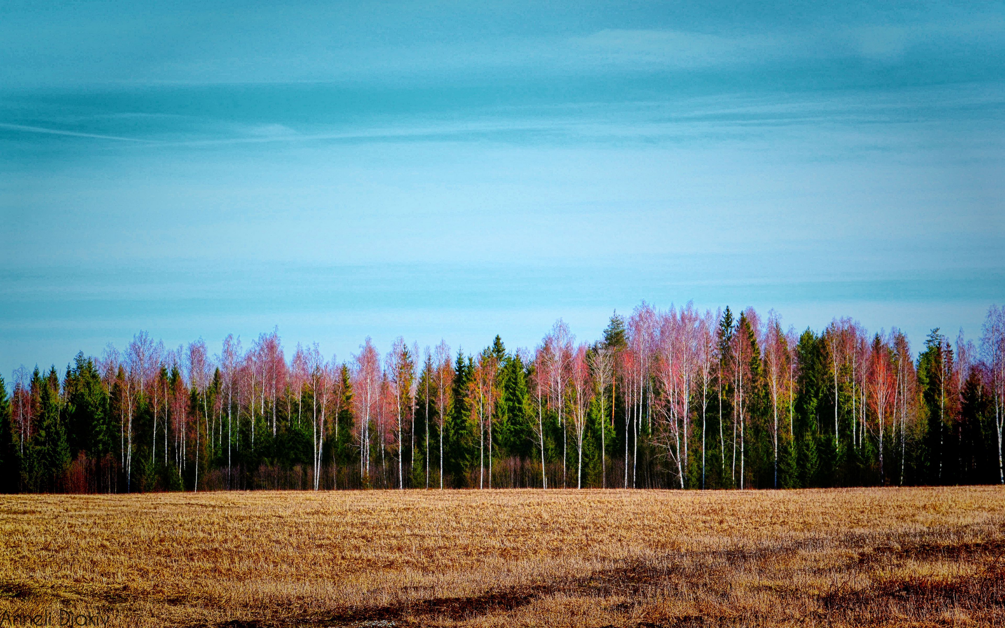 Download wallpaper 3840x2400 trees, forest, field, landscape 4k ultra ...