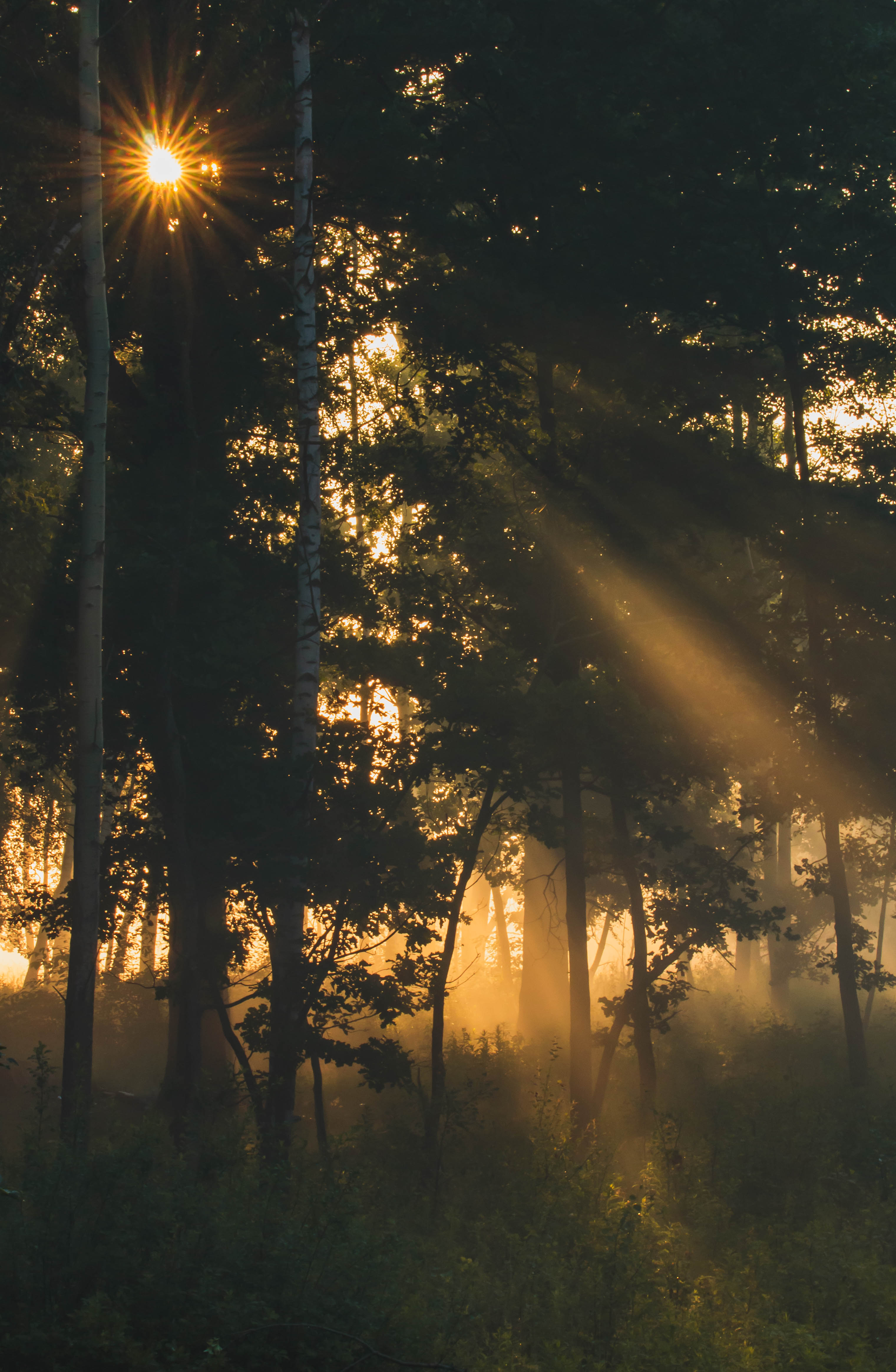 Download wallpaper 3042x4657 trees, forest, fog, sunlight, dark hd ...
