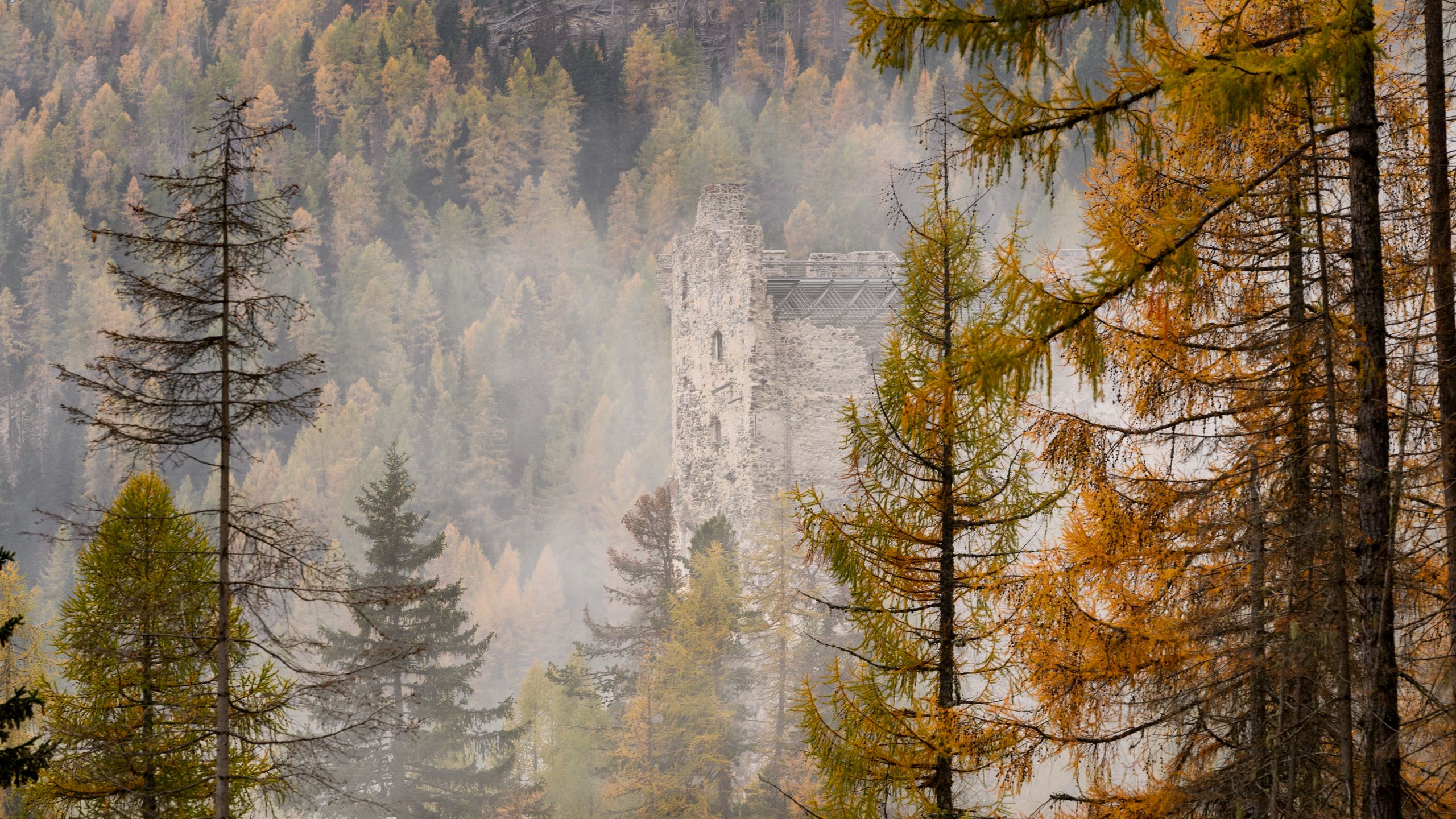 Download wallpaper 2560x1440 trees, forest, fog, ruins, nature ...