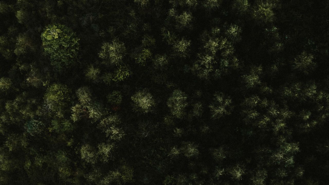 Wallpaper trees, forest, green, aerial view, nature hd, picture, image