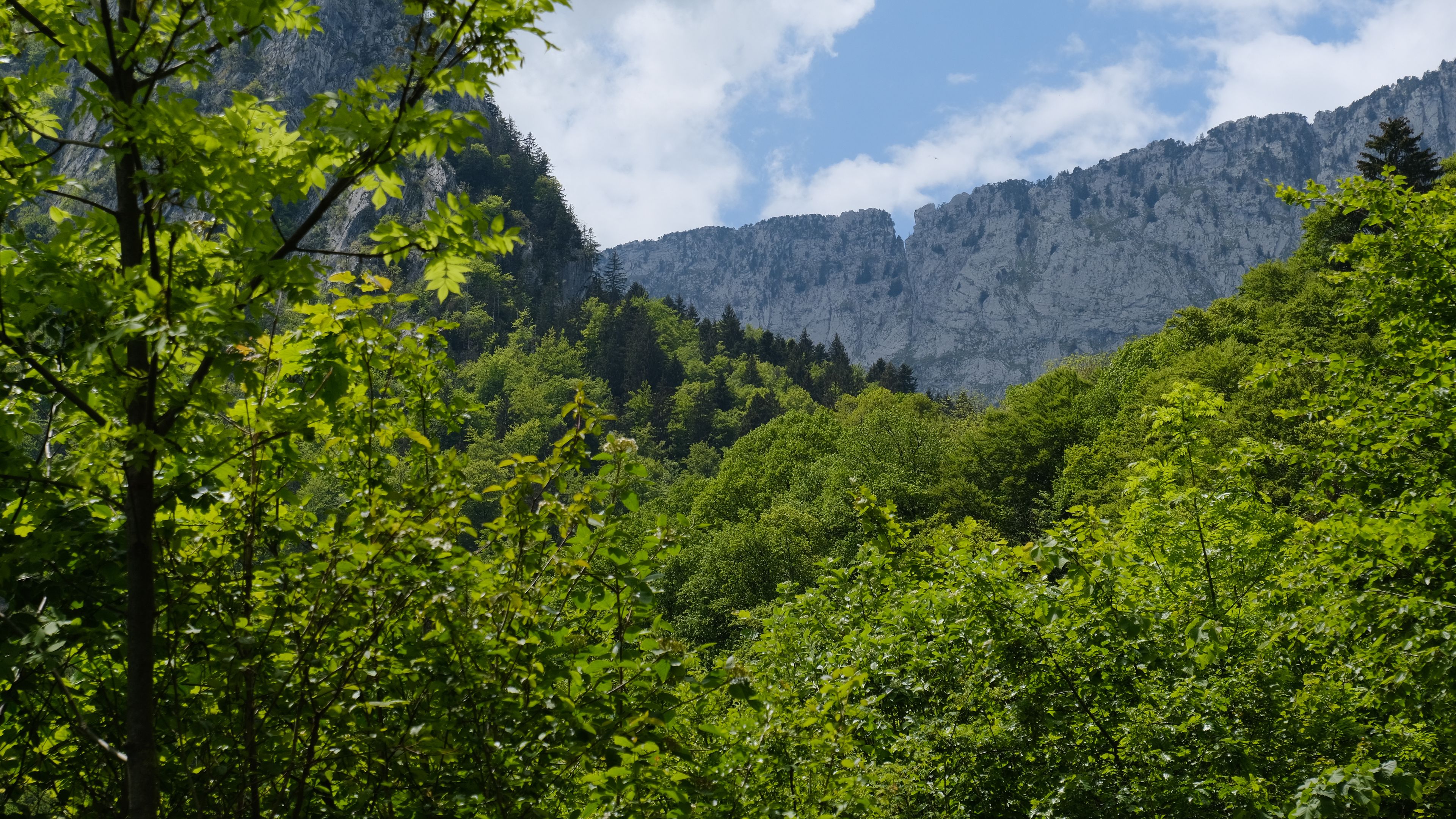 Download wallpaper 3840x2160 trees, forest, leaves, rock, landscape 4k ...
