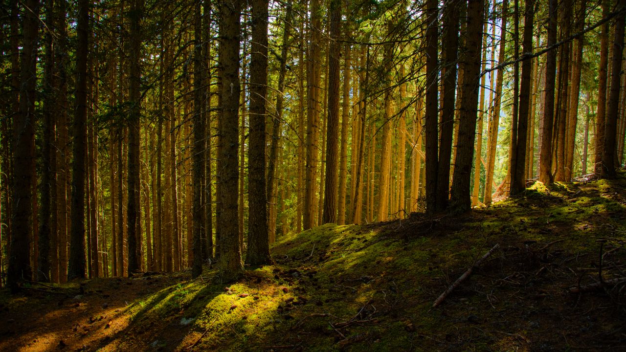 Wallpaper trees, forest, light, nature hd, picture, image