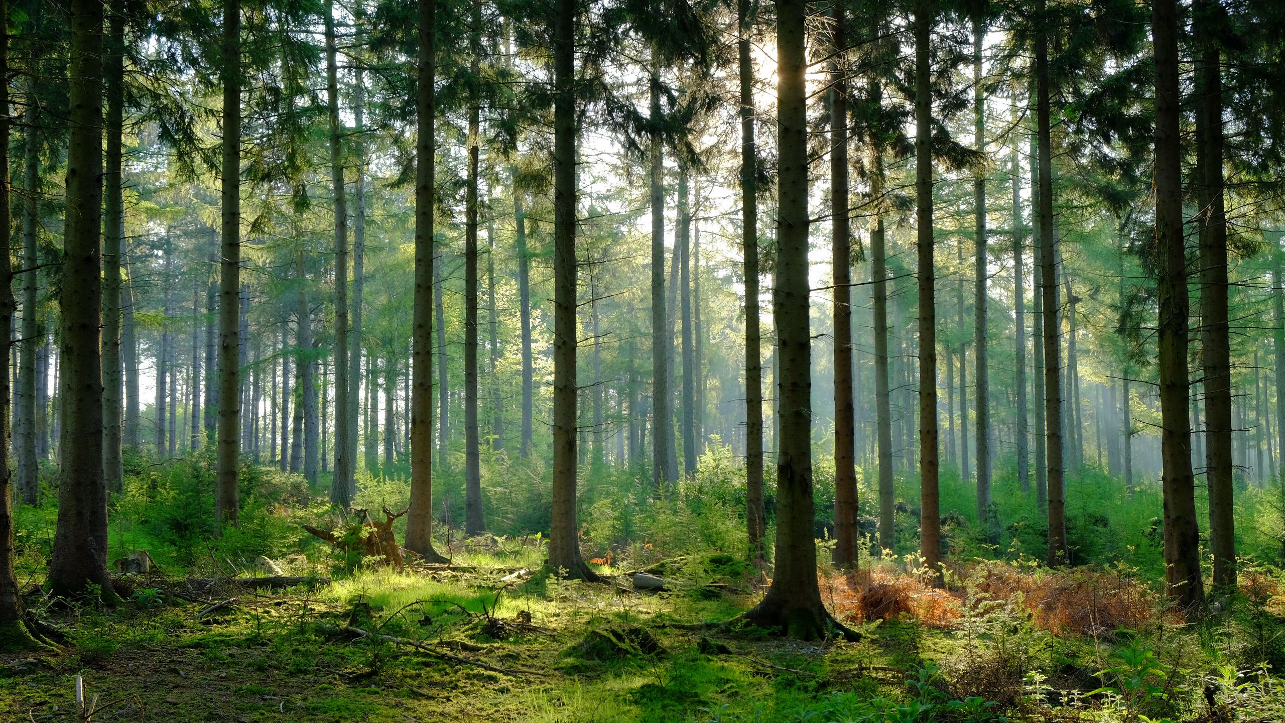 Download wallpaper 2560x1440 trees, forest, light, landscape widescreen ...