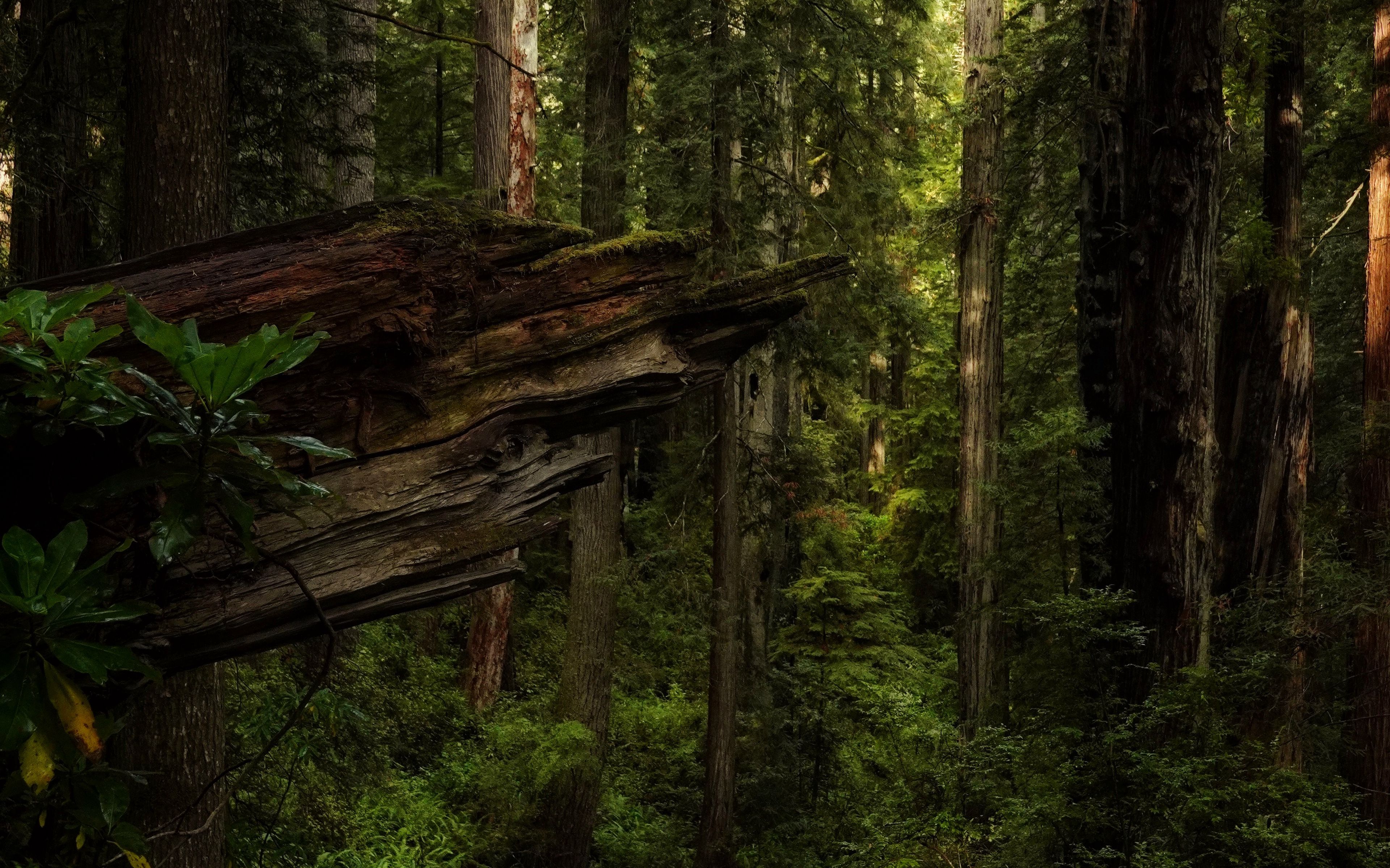 Download wallpaper 3840x2400 trees, forest, log, dark, nature 4k ultra ...