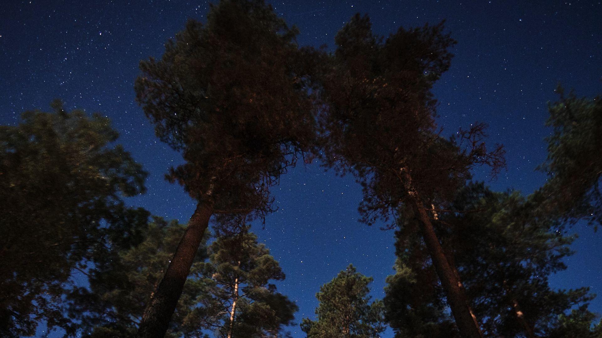 Download wallpaper 1920x1080 trees, forest, night, sky, stars full hd ...