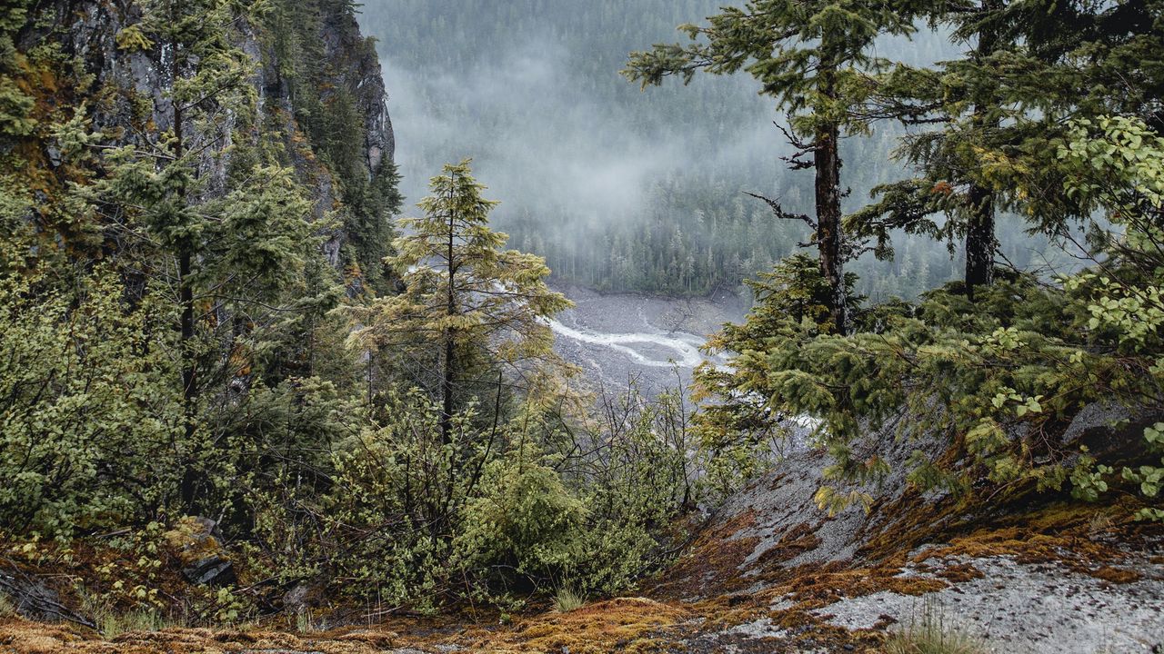 Wallpaper trees, forest, river, fog, nature hd, picture, image