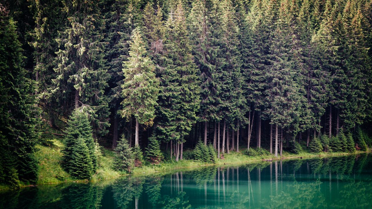 Wallpaper trees, forest, river, reflection hd, picture, image