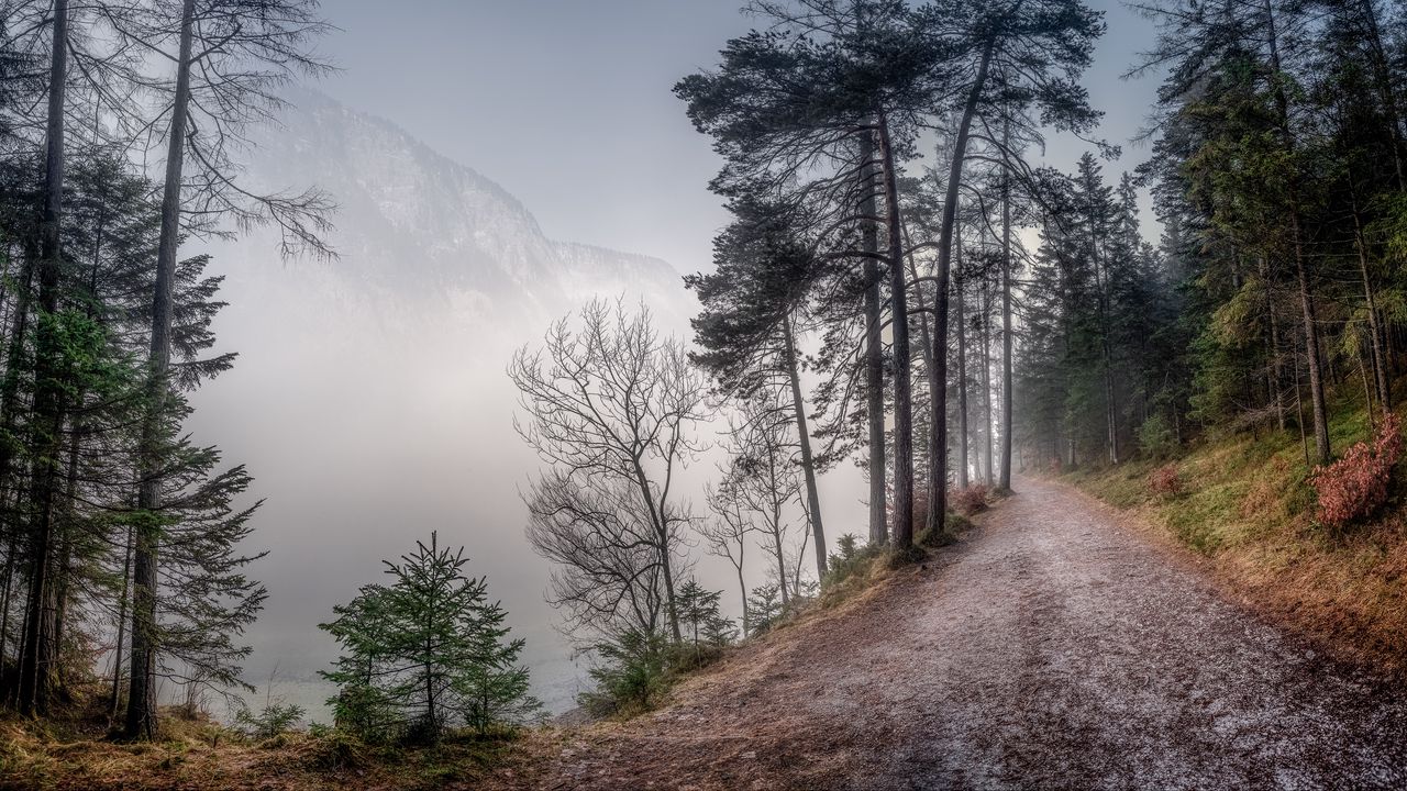 Wallpaper trees, forest, road, fog, nature hd, picture, image